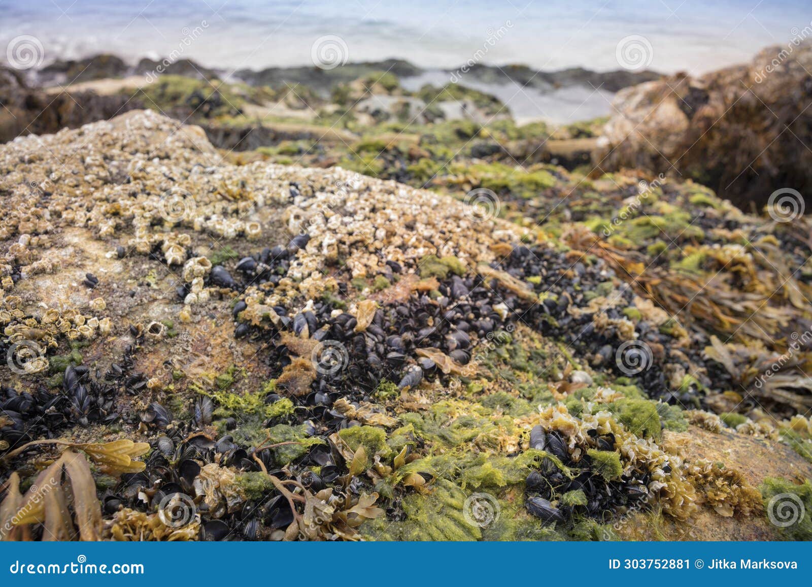 Barnacles and Algae on the Stone Beach Stock Image - Image of kelp ...