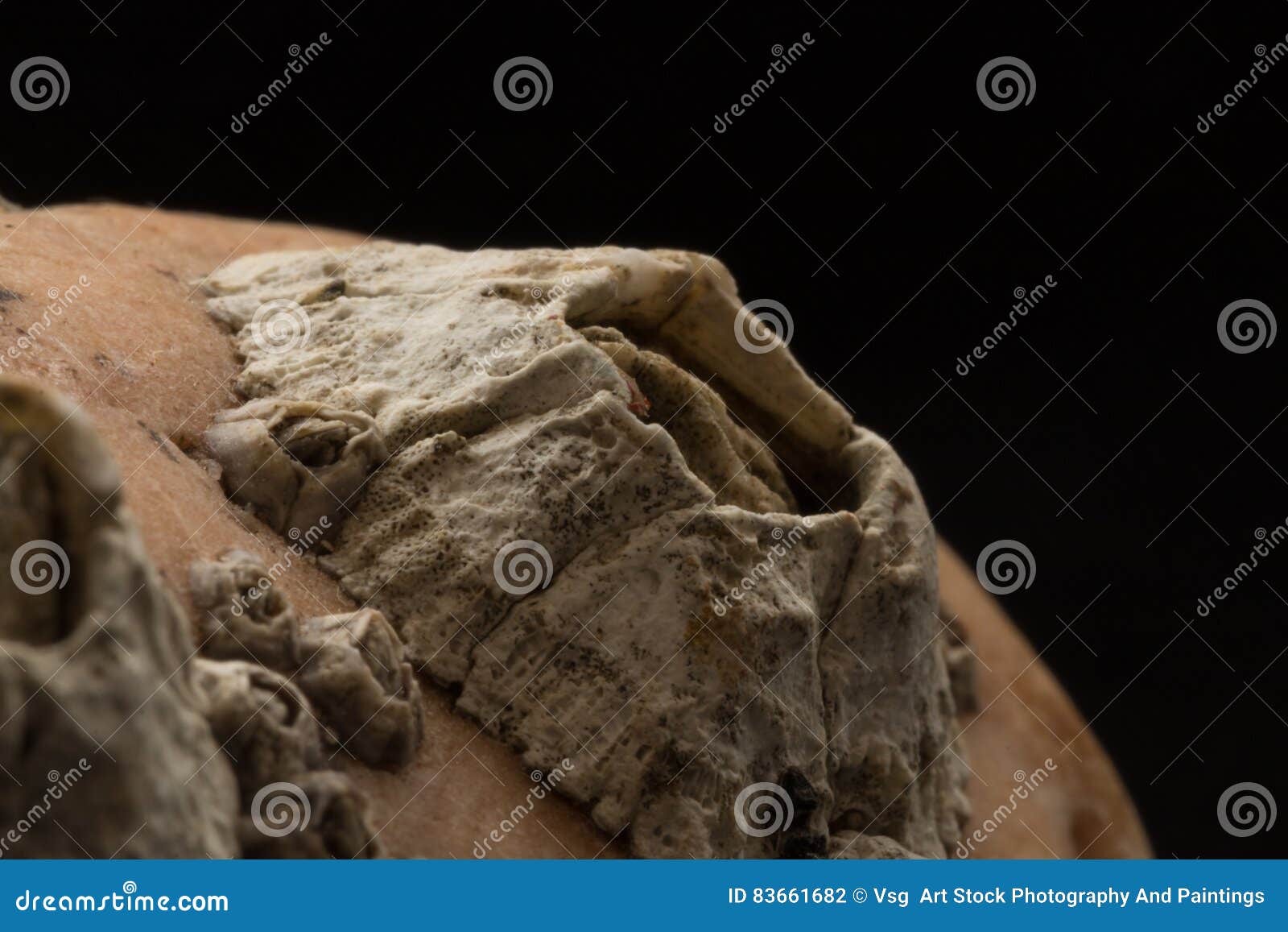 Barnacles Attached on Stone Macro Stock Photo - Image of aquatic ...