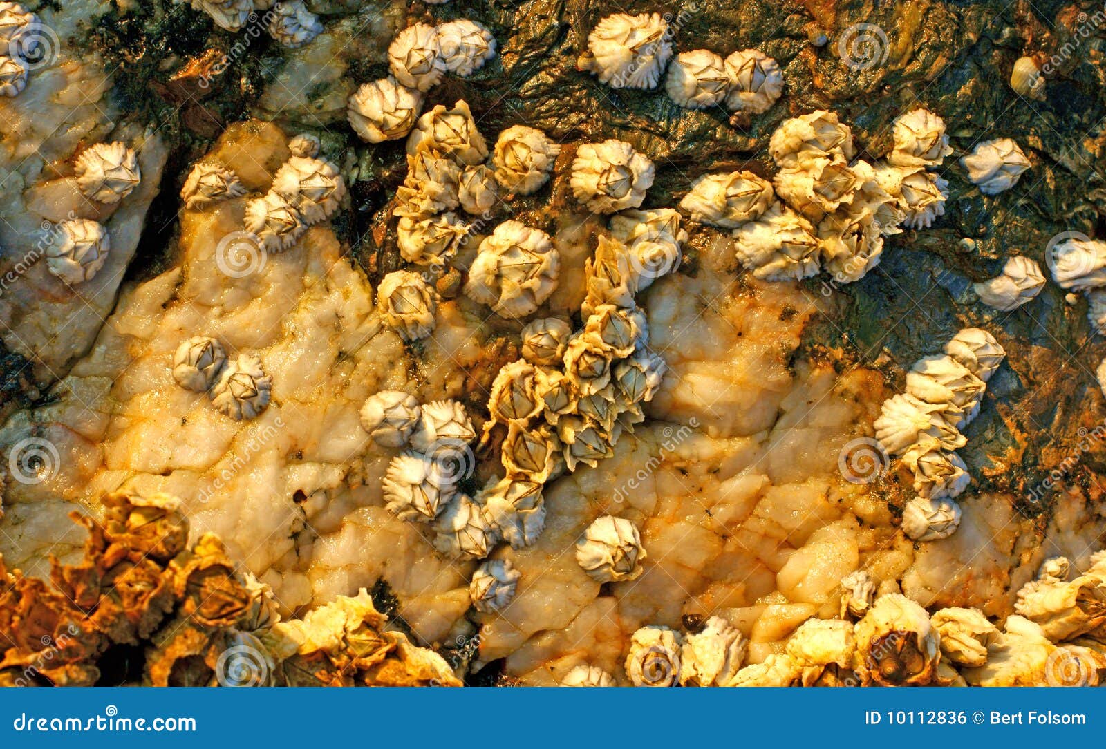 Barnacles attached to rock stock photo. Image of water - 10112836