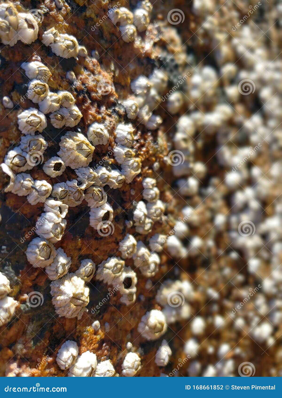 Barnacles on the beach stock photo. Image of white, rocks - 168661852