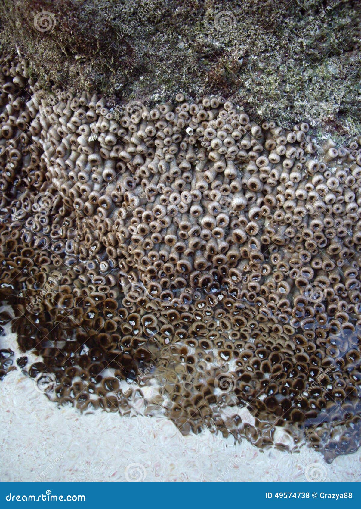 Barnacles stock photo. Image of life, beach, cirripedia - 49574738
