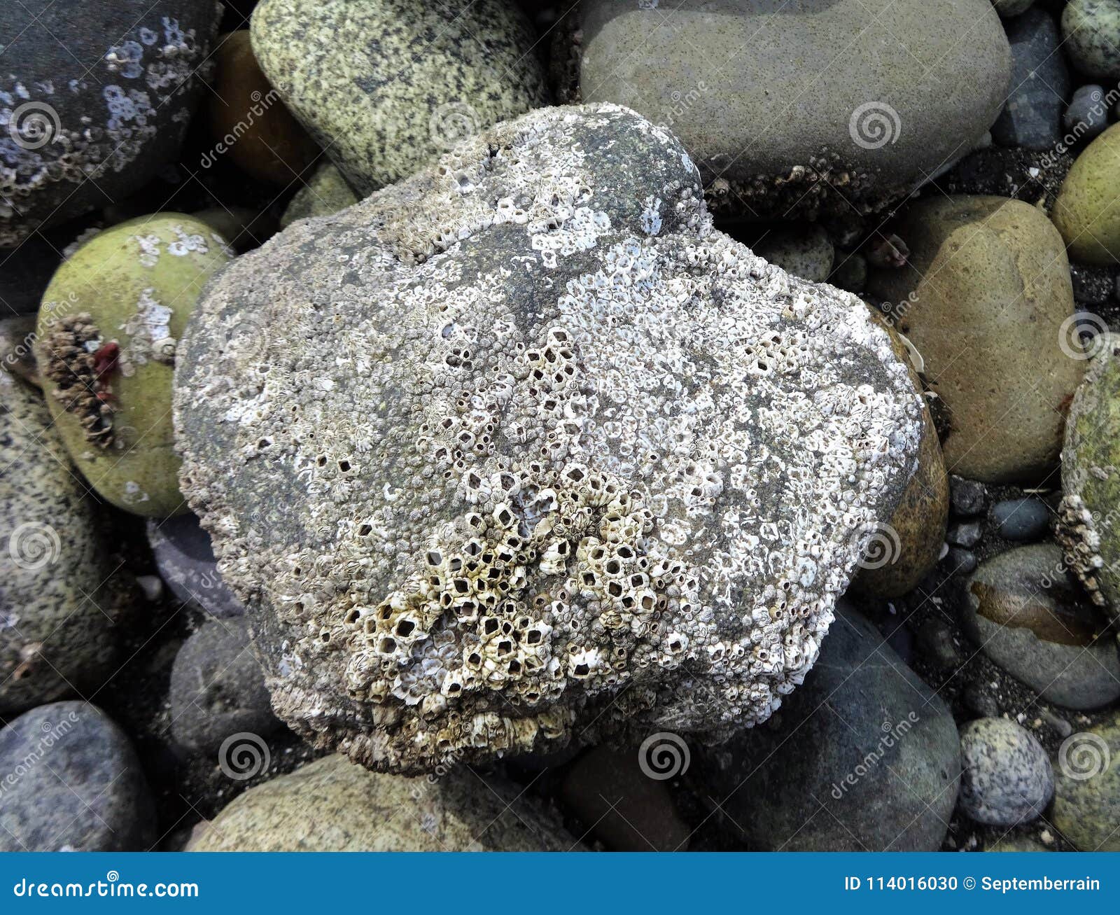 Barnacles on Beach Rocks at Low Tide Stock Photo - Image of environment ...