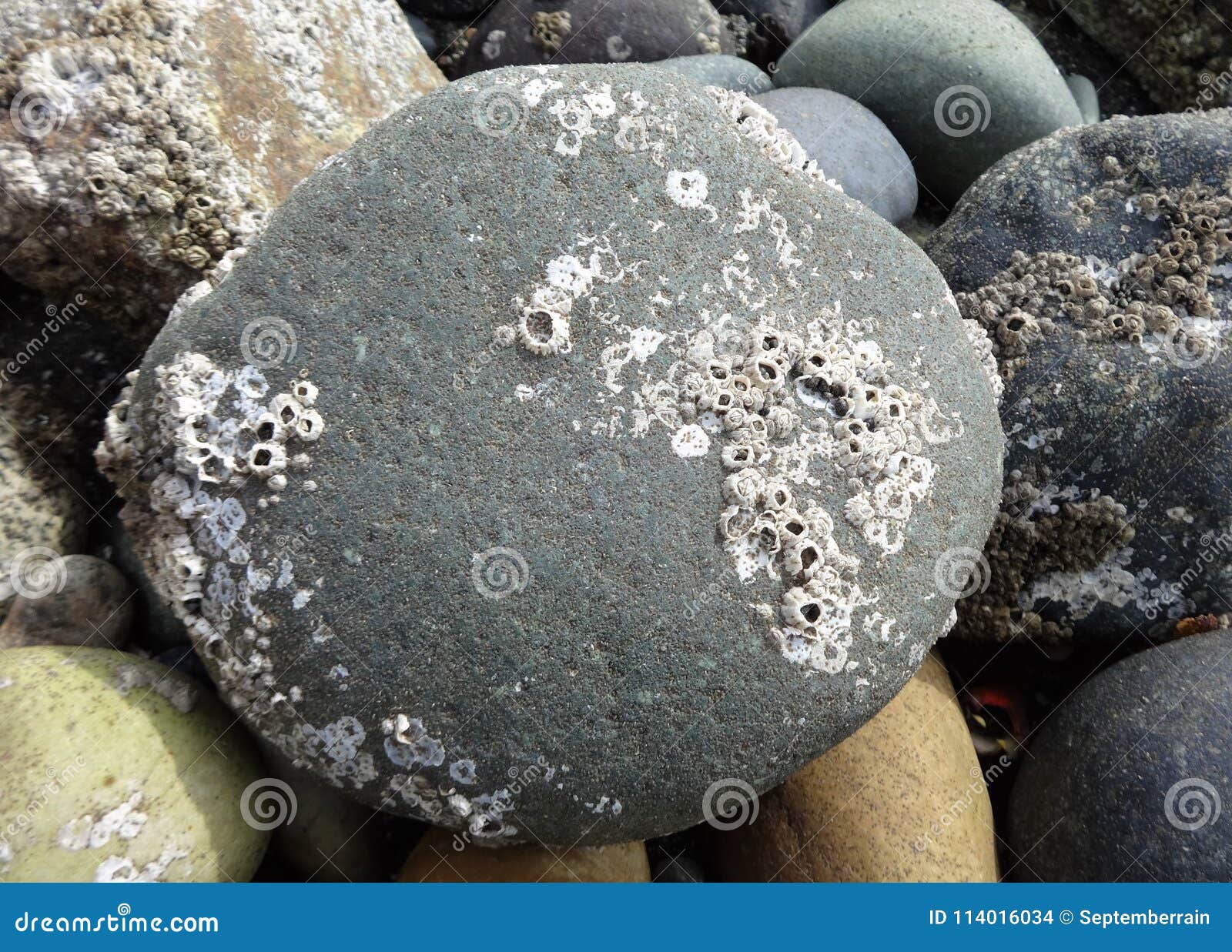 Barnacles on Beach Rocks at Low Tide Stock Photo - Image of coastline ...