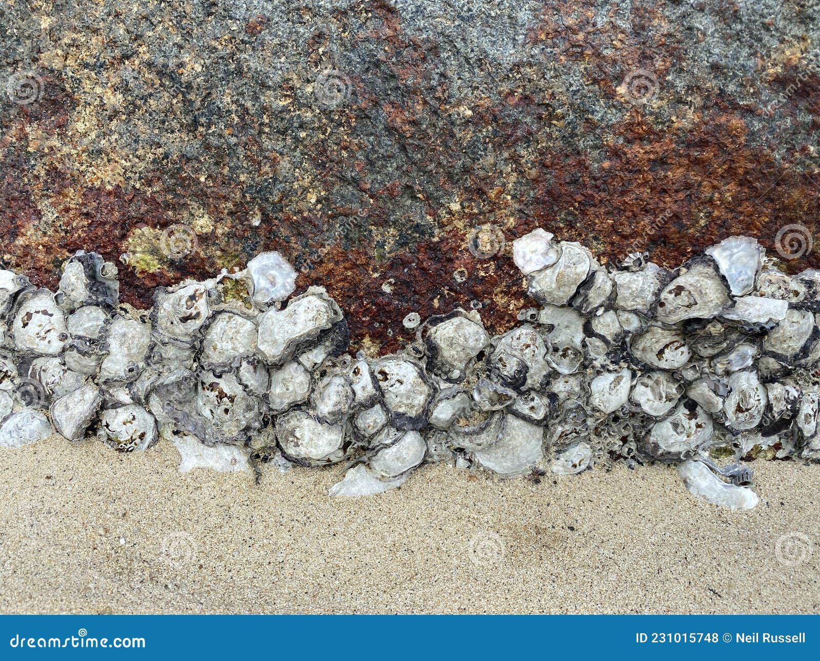 Barnacles on a Rock on a Beach Stock Photo - Image of barnacles, bottom ...