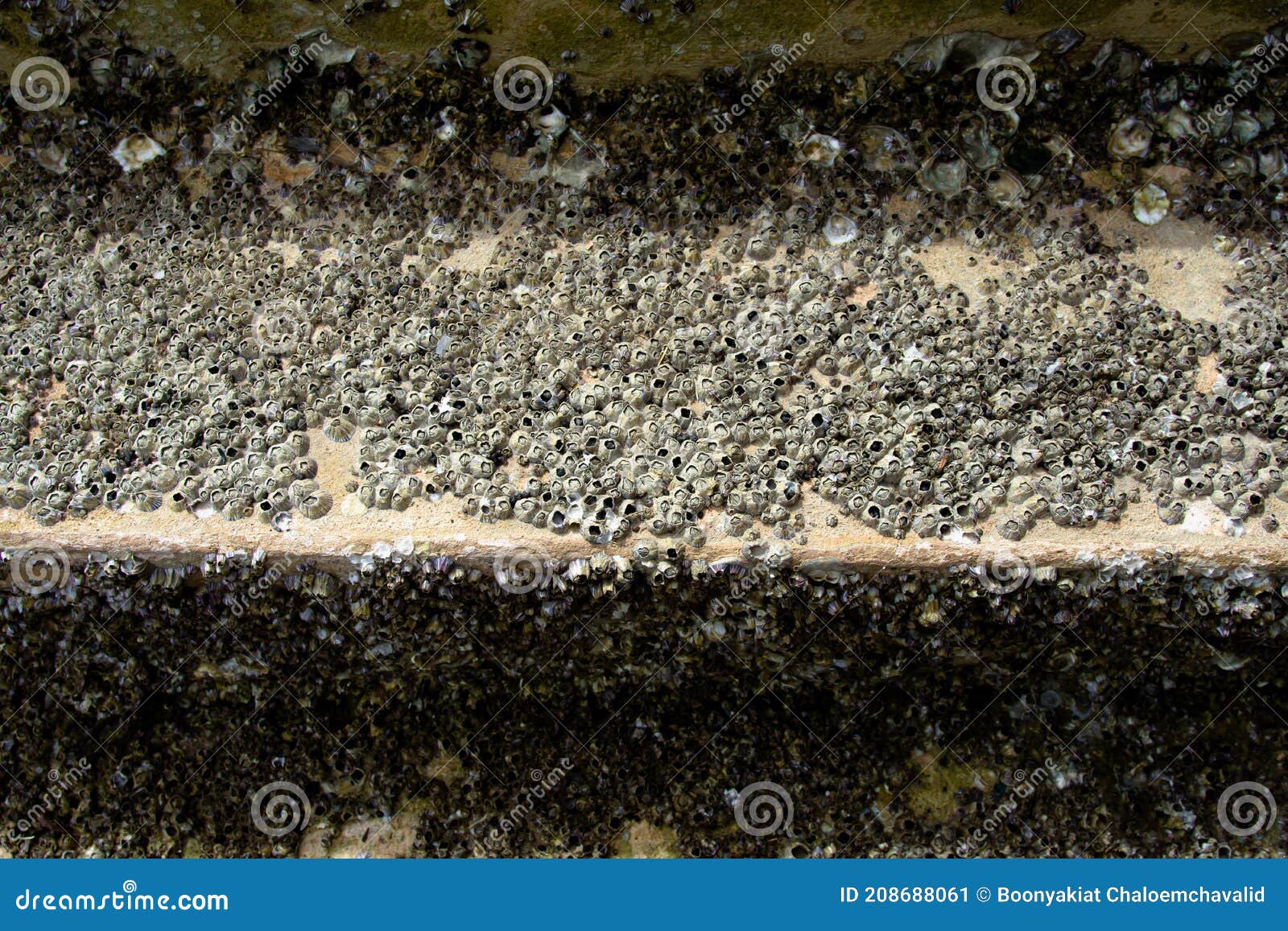 Barnacles on Cement Steps on Beach. Stock Image - Image of pattern ...