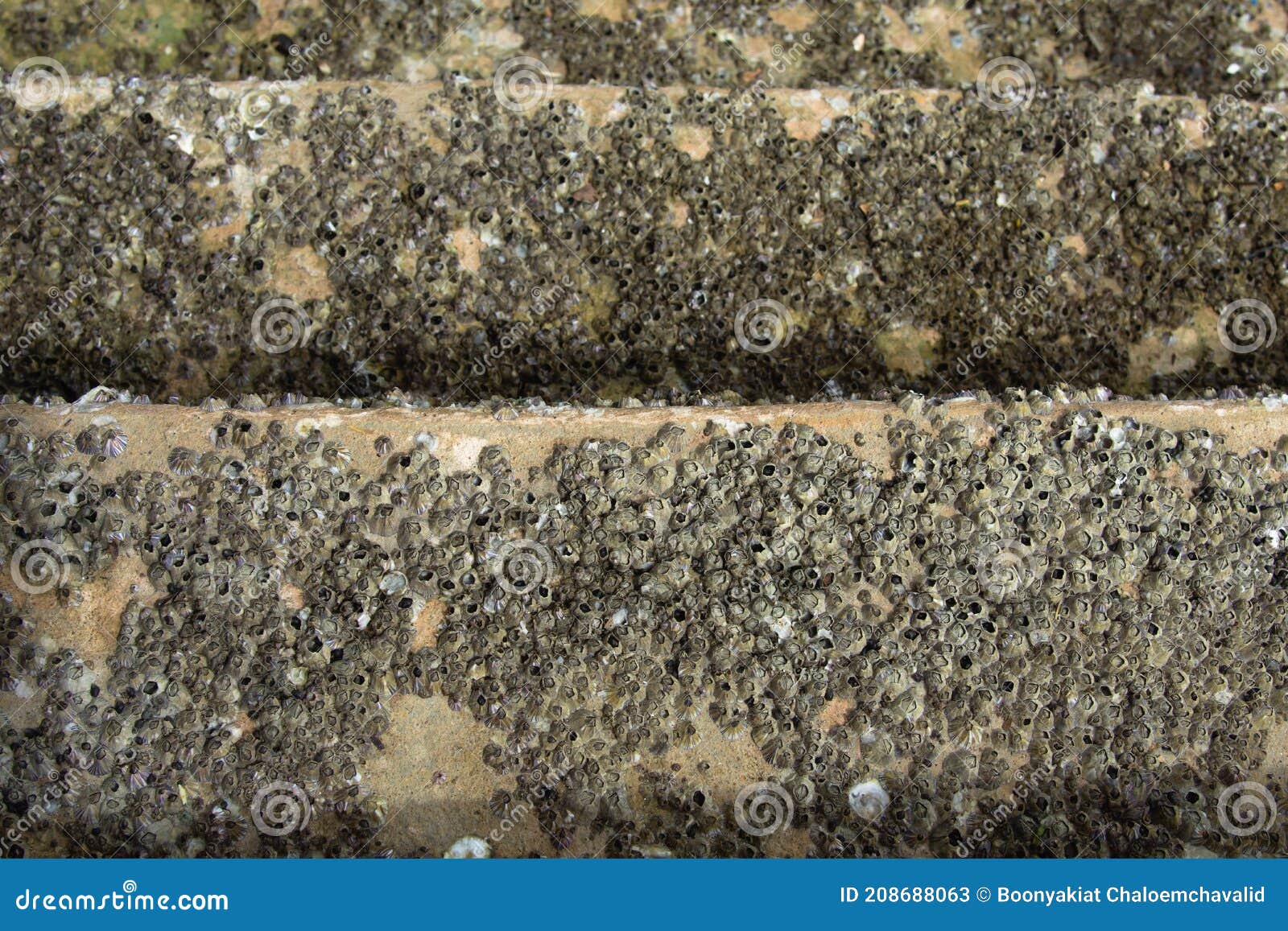 Barnacles on Cement Steps on Beach. Stock Image - Image of invertebrate ...