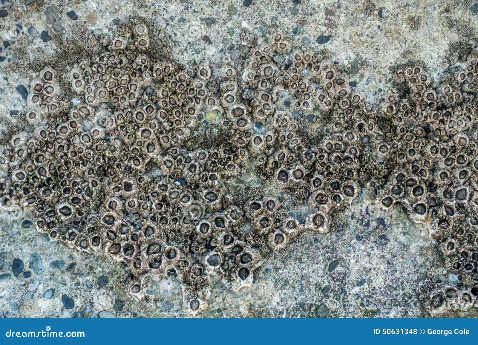 Barnacle Texture Background Royalty-Free Stock Photography ... Barnacle Texture Background Royalty-Free Stock Photography ...