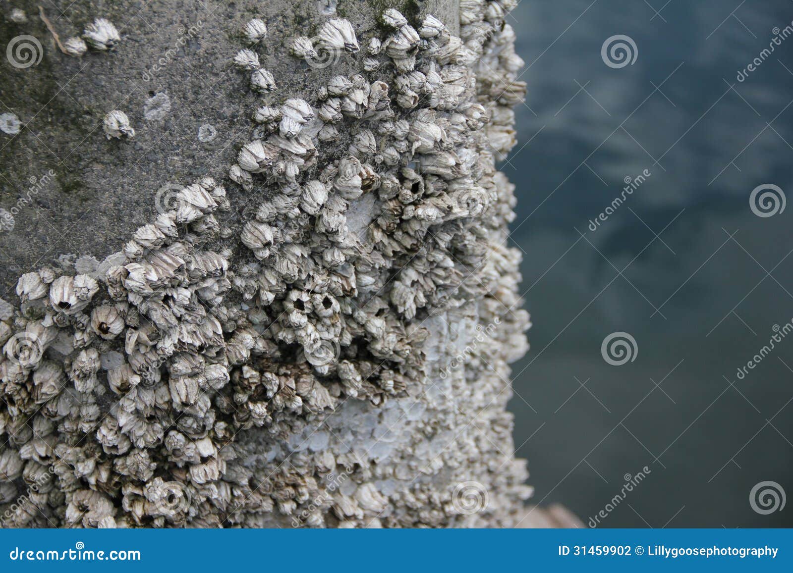 Barnacles stock photo. Image of life, barnacles, saltwater - 31459902