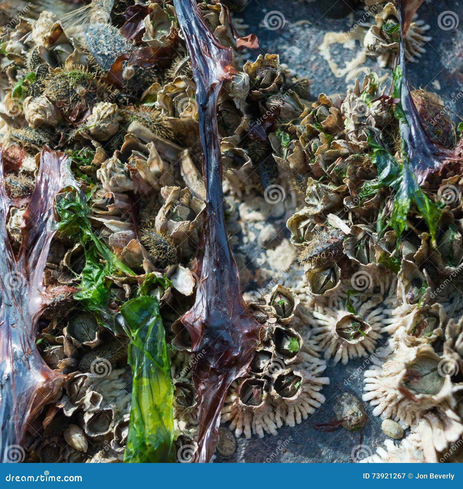 Barnacles closed up tight stock image. Image of shells - 73921267