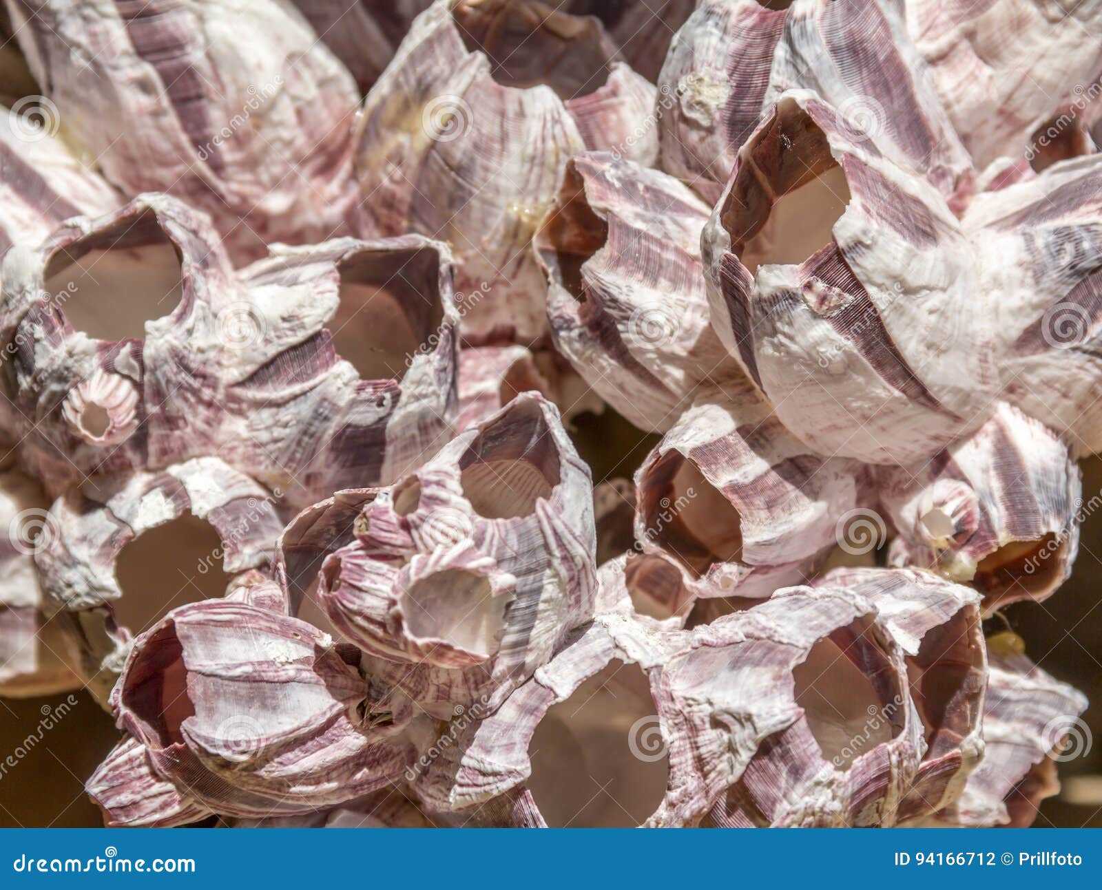 Barnacles closeup stock photo. Image of backdrop, natural - 94166712