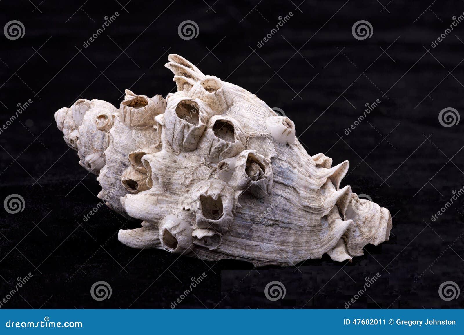 Barnacles on a Conch Shell. Stock Image - Image of fine, beauty: 47602011