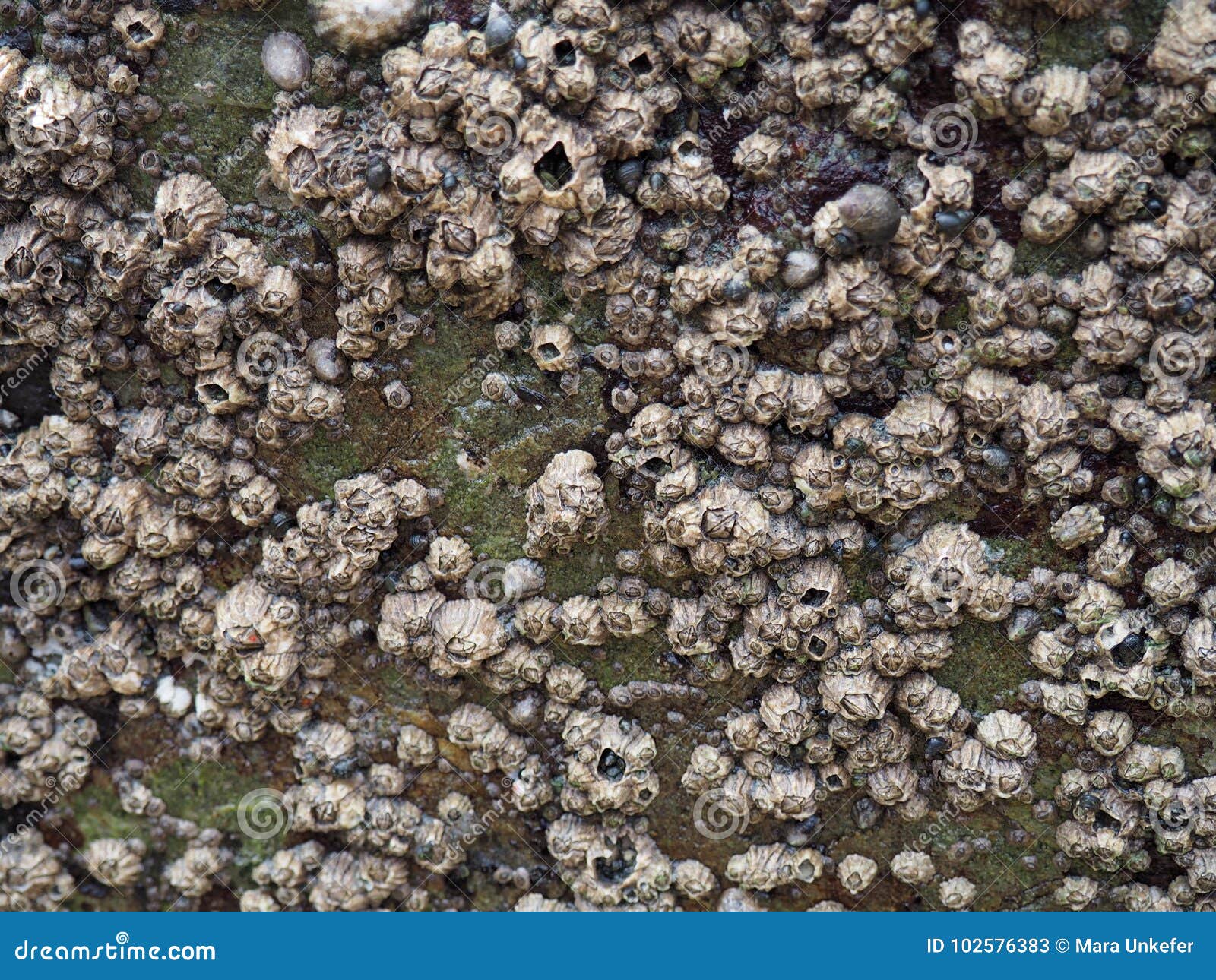 Barnacles on Concrete stock image. Image of sealife - 102576383