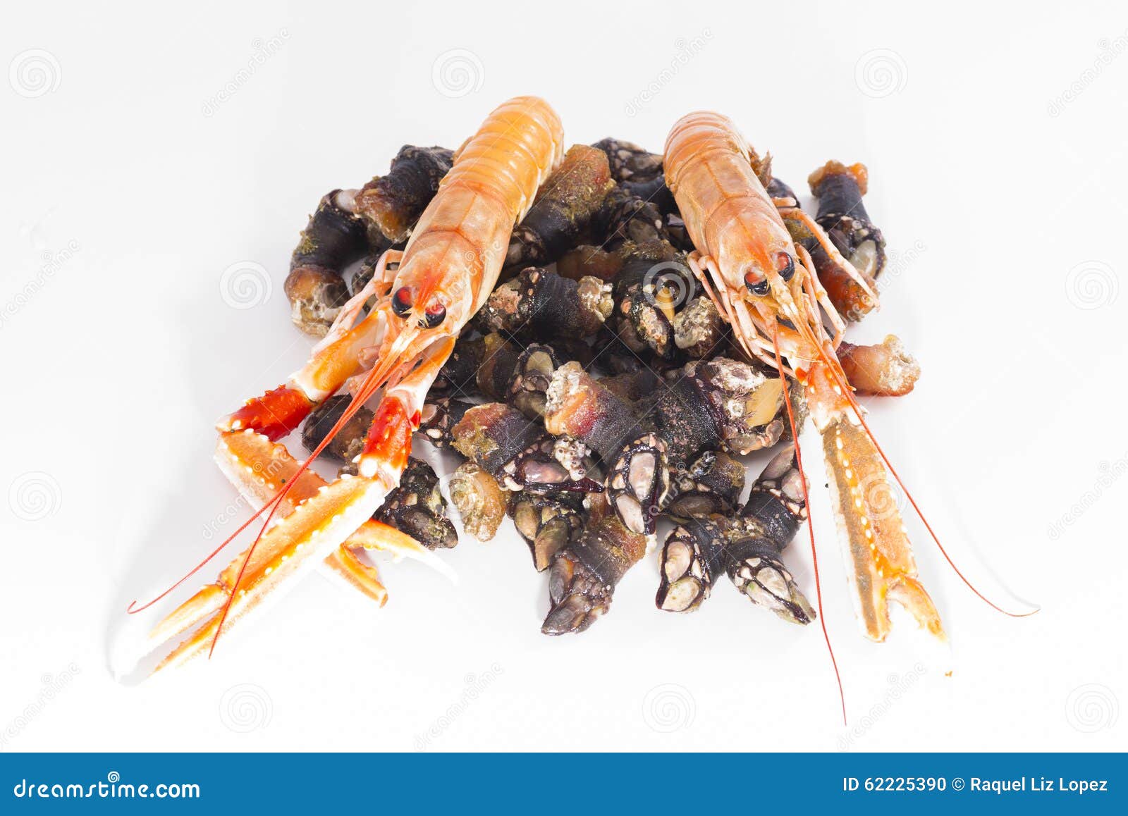 Barnacles and crayfish. stock photo. Image of barnacle - 62225390