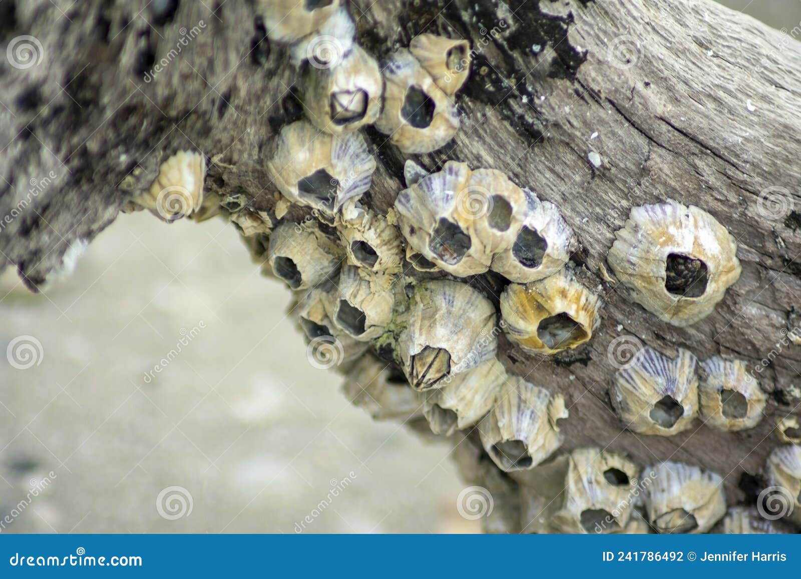 Barnacles on a Dead Tree on the Beach. Stock Photo - Image of pattern ...