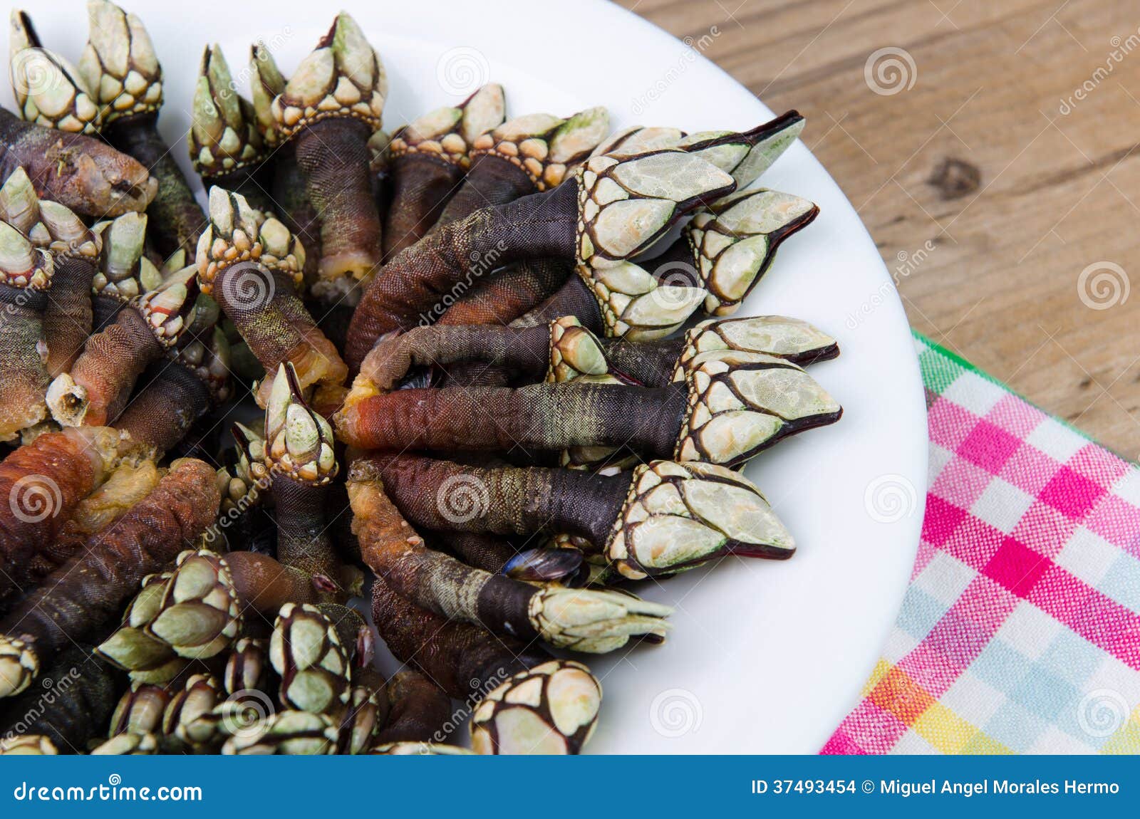 Barnacles stock photo. Image of marine, natural, fresh - 37493454