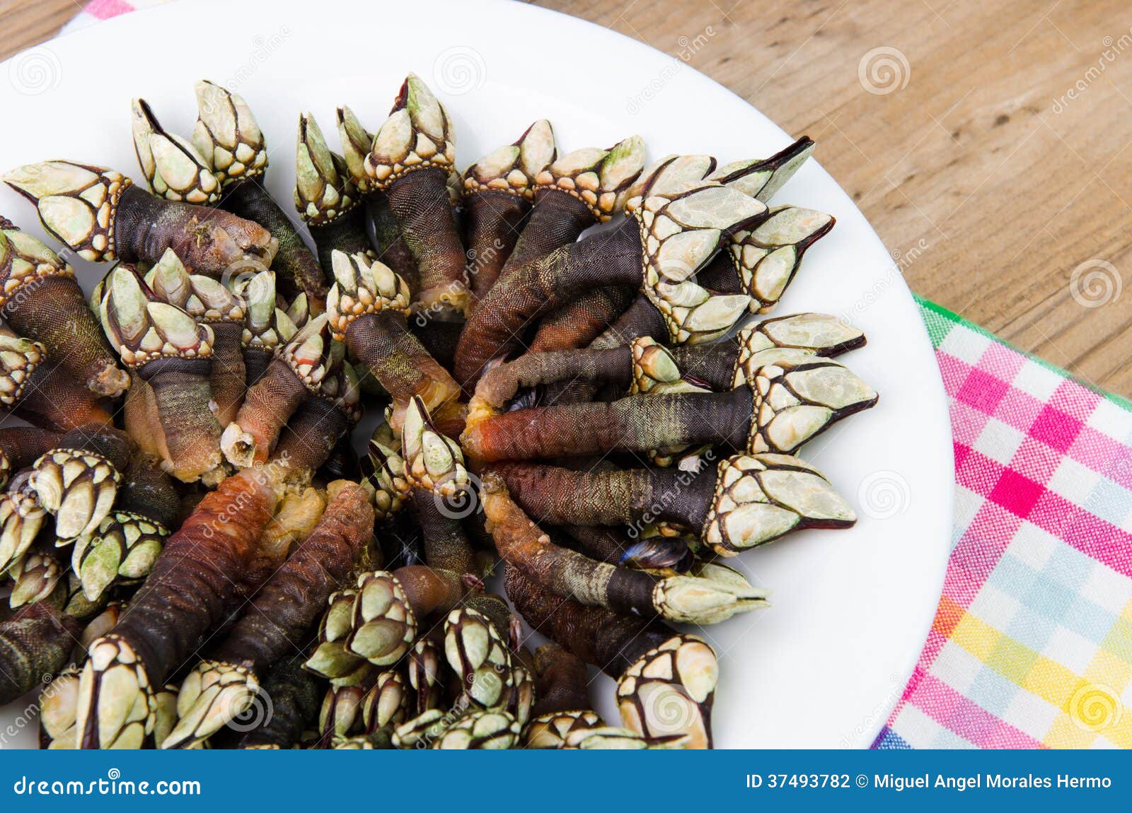 Barnacles stock photo. Image of shellfish, tide, texture - 37493782
