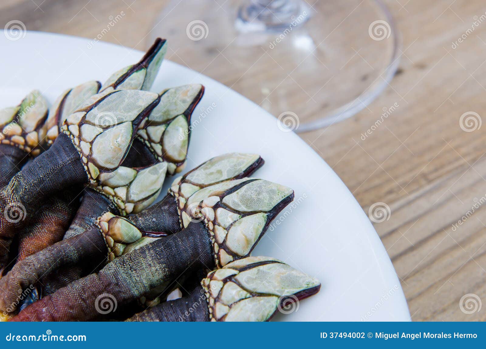 Barnacles stock photo. Image of cooking, coast, spain - 37494002