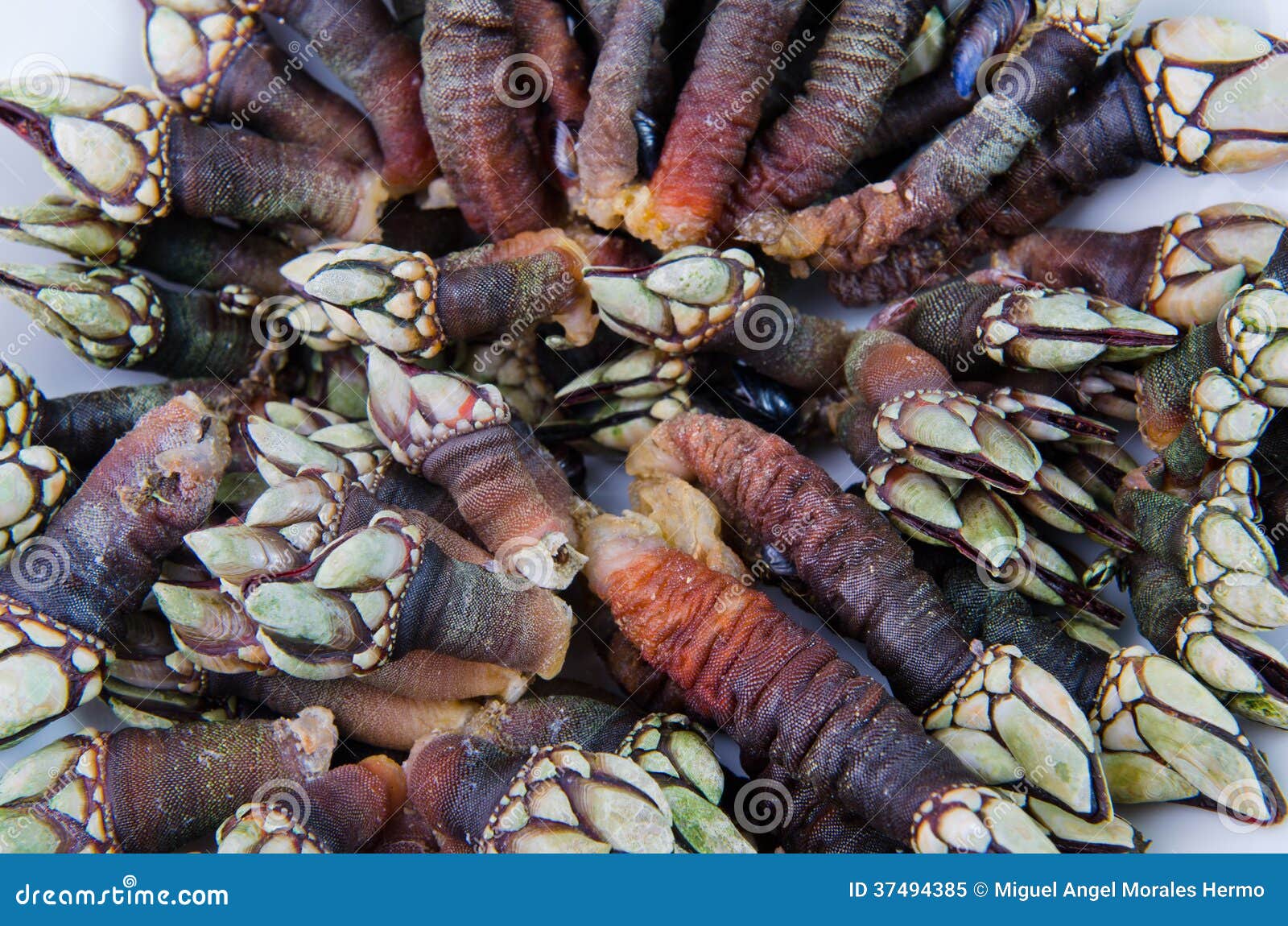 Barnacles stock image. Image of detail, seafood, dinner - 37494385