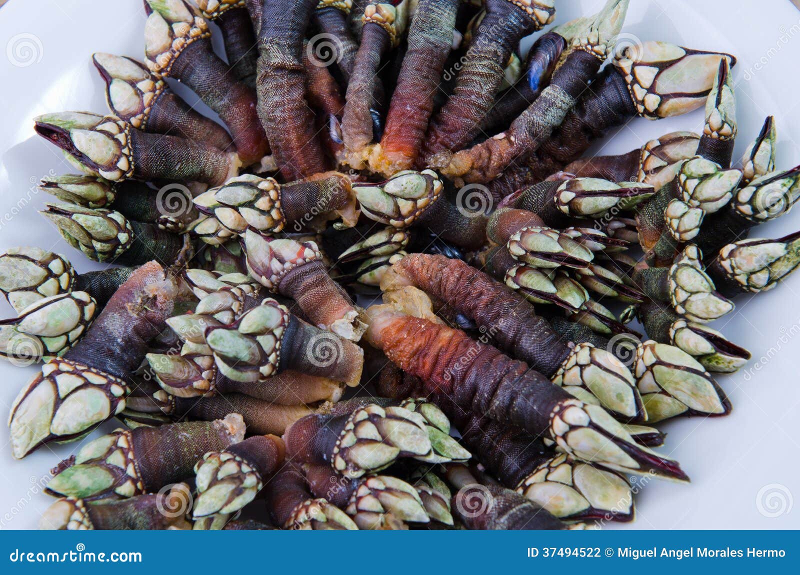 Barnacles stock photo. Image of detail, delicious, galicia - 37494522