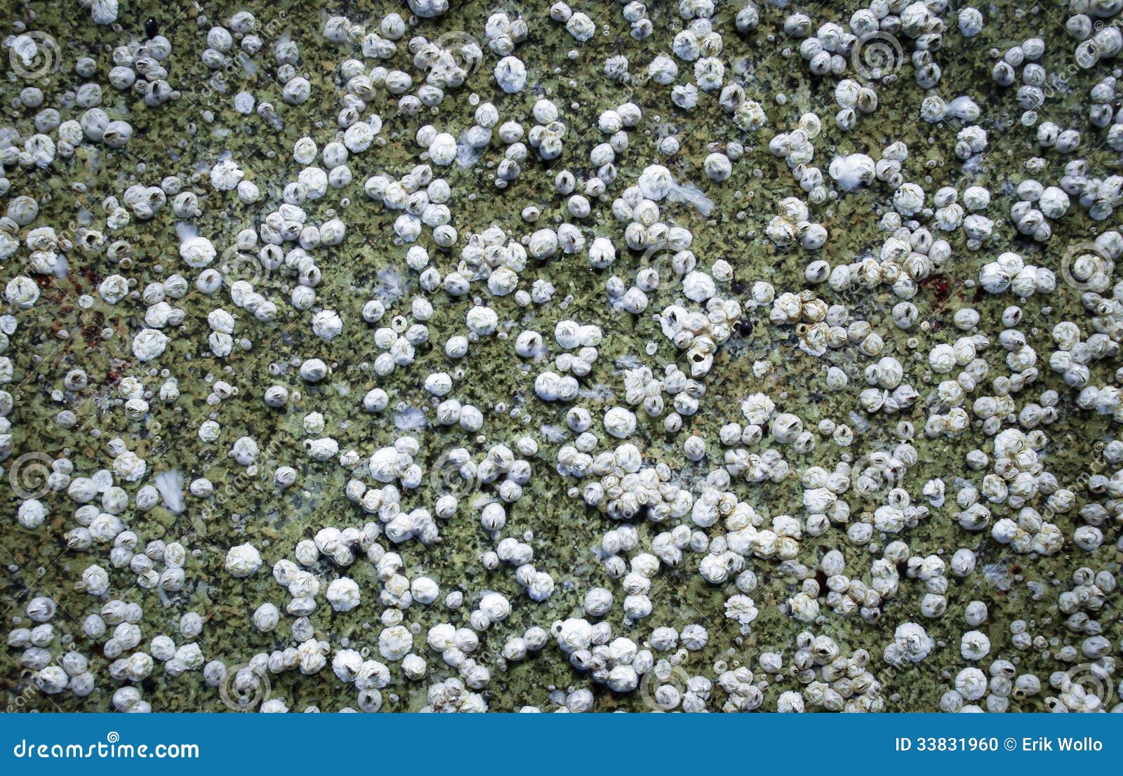 Barnacles on green surface stock photo. Image of seashore - 33831960
