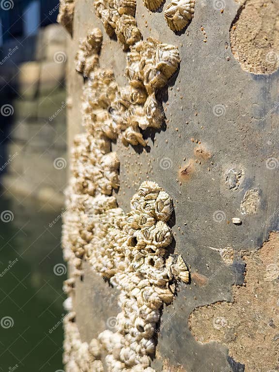 Barnacles Growing on a Pier Post Stock Image - Image of dirty, nature ...