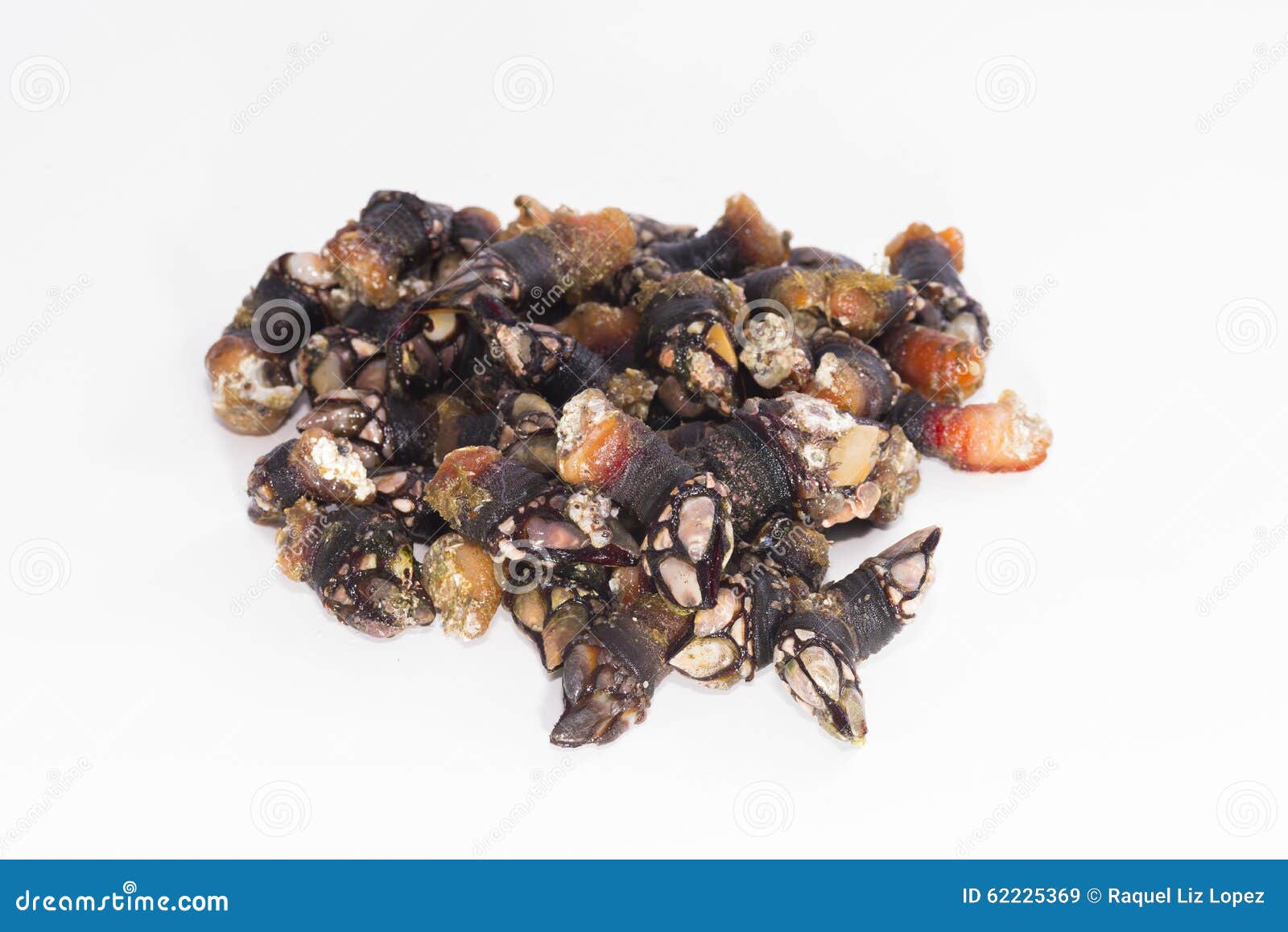 Barnacles. stock image. Image of cuisine, background - 62225369