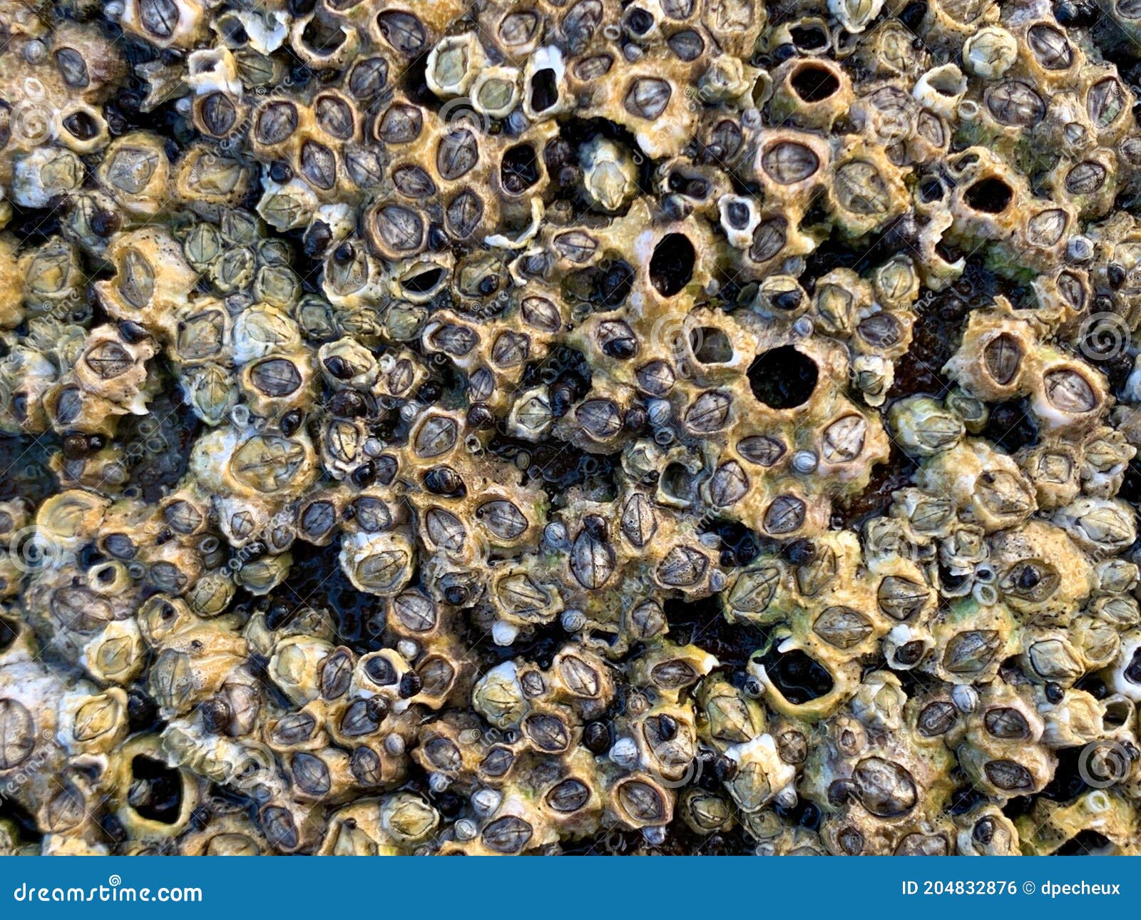Barnacles on the Isle of Skye Stock Photo - Image of macro, seashells ...