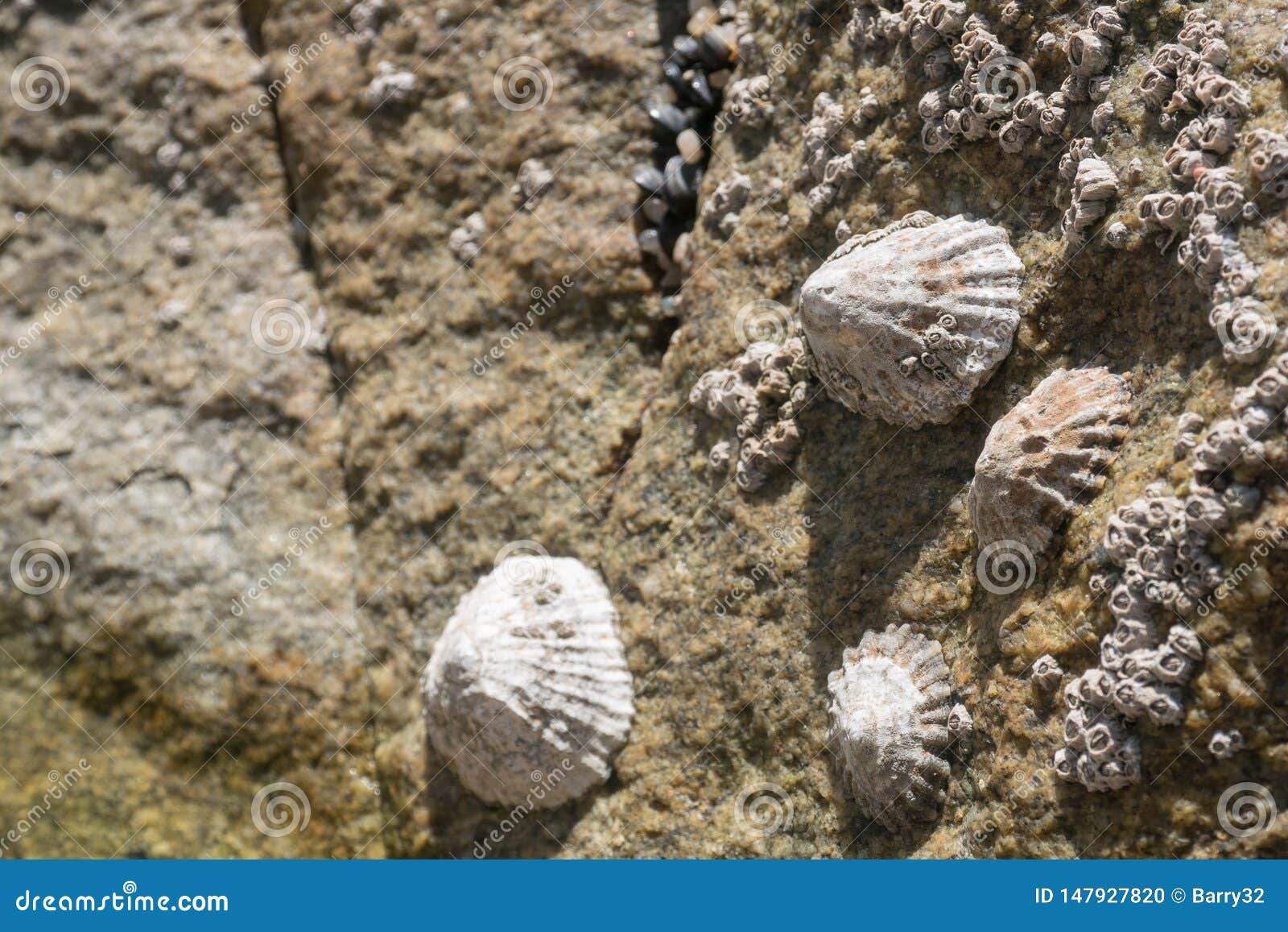Barnacles and Limpets Encrusted on Rock at Beach Stock Photo - Image of ...