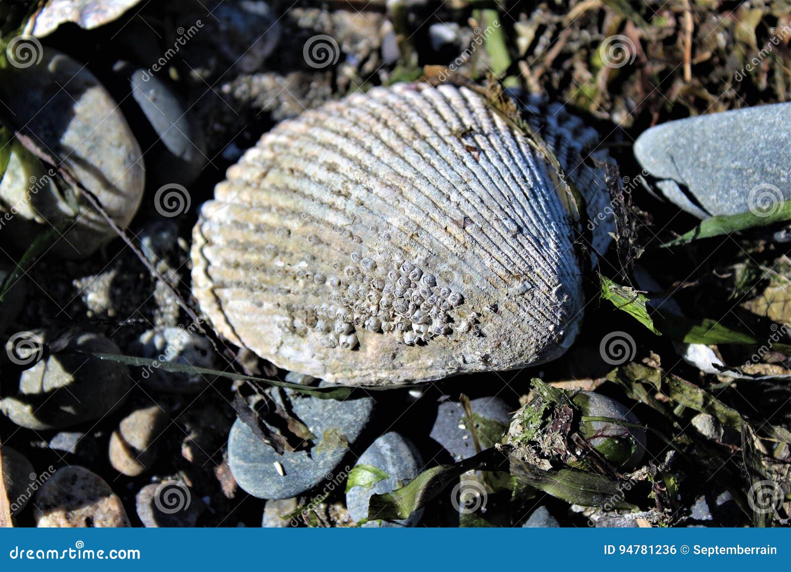 Barnacles Living on a Shell Stock Photo - Image of beautiful, closeup ...