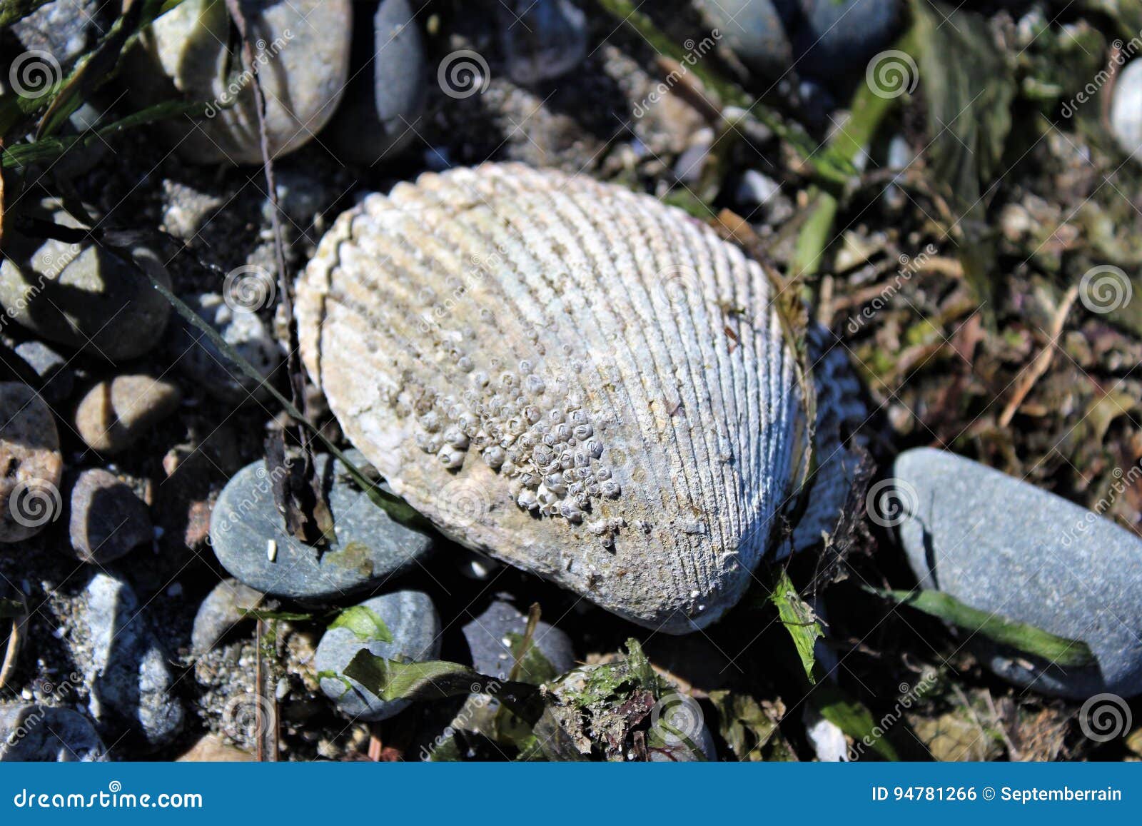 Barnacles Living on a Shell Stock Photo - Image of isolated, rock: 94781266