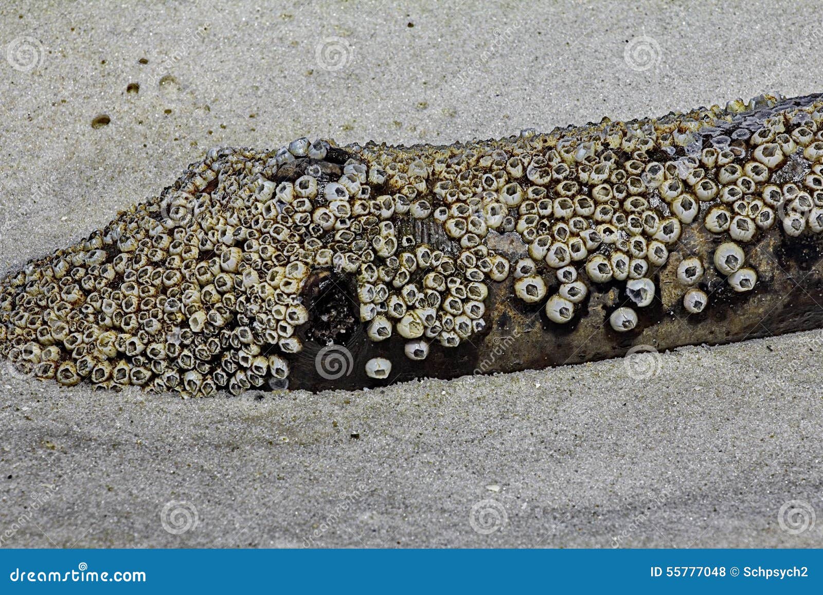 Barnacles on a log stock photo. Image of ocean, barnacles - 55777048