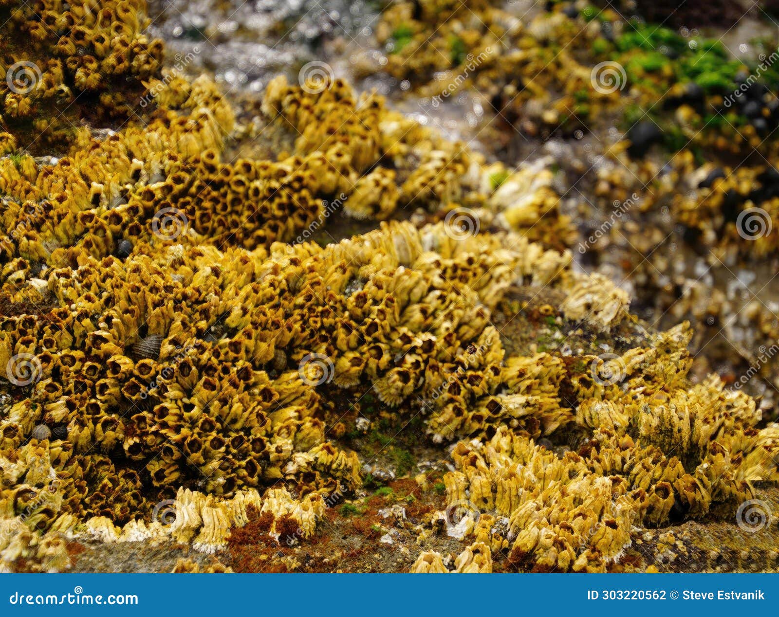 Barnacles On Rock - Shellfish On The Rocks / Dry Shellfish Dead On The ...