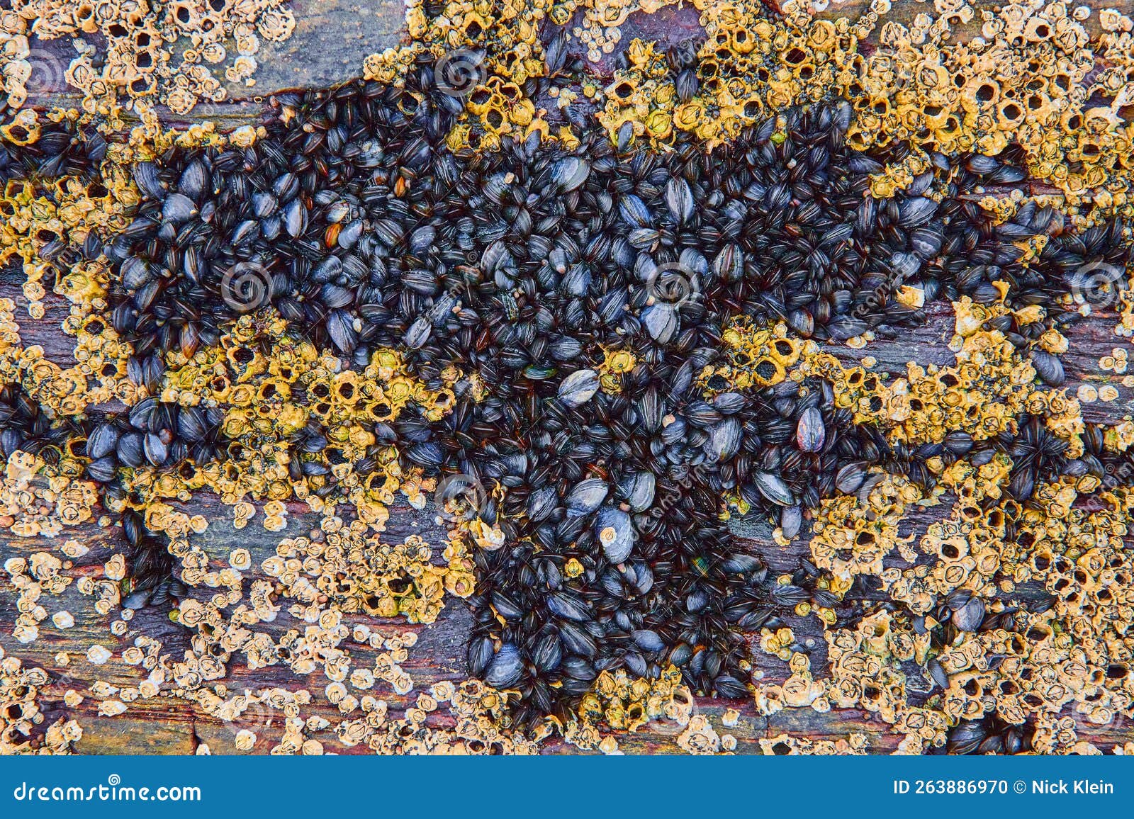 Barnacles and Mollusks in Hundreds on Low Tide Rock in Maine Stock ...