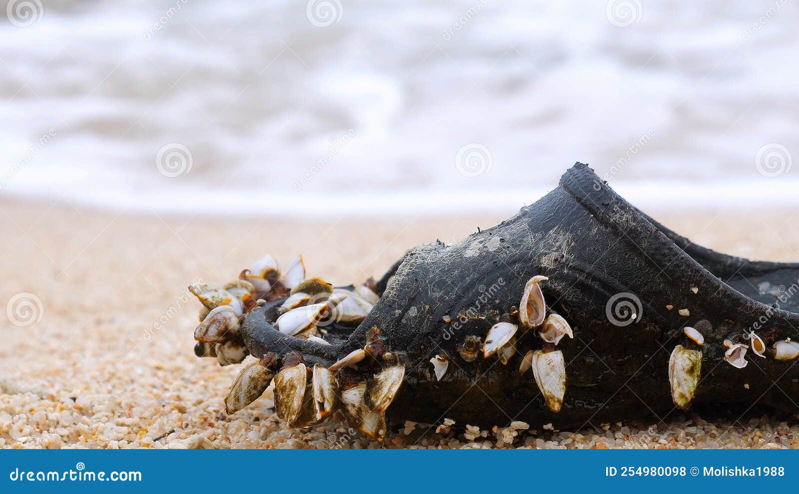 Barnacles Mollusks Lived on a Rubber Shoe on the Sea Beach Stock Photo ...