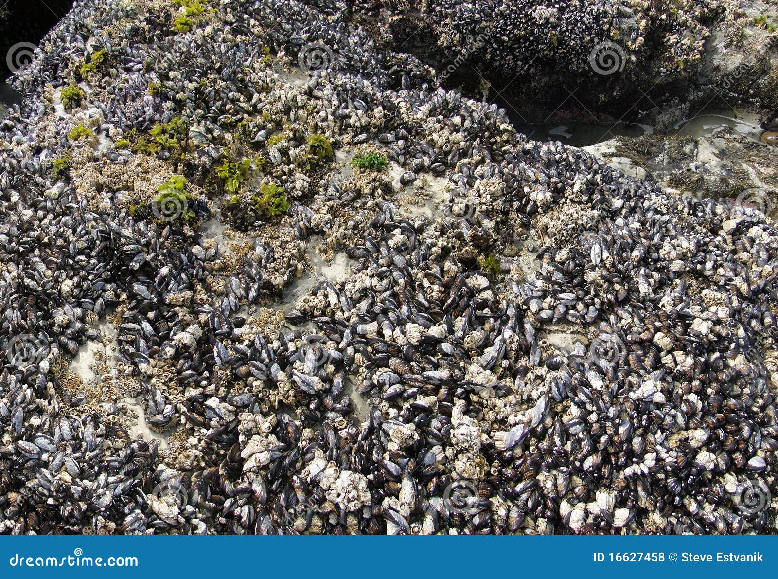 Barnacles and mussels stock photo. Image of compact, seafood - 16627458