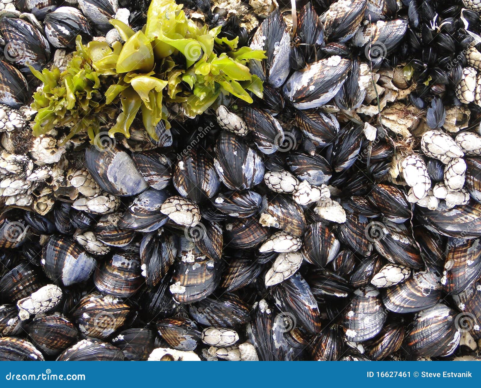 Live Mussel Colony Stock Photos - Free & Royalty-Free Stock Photos from ...