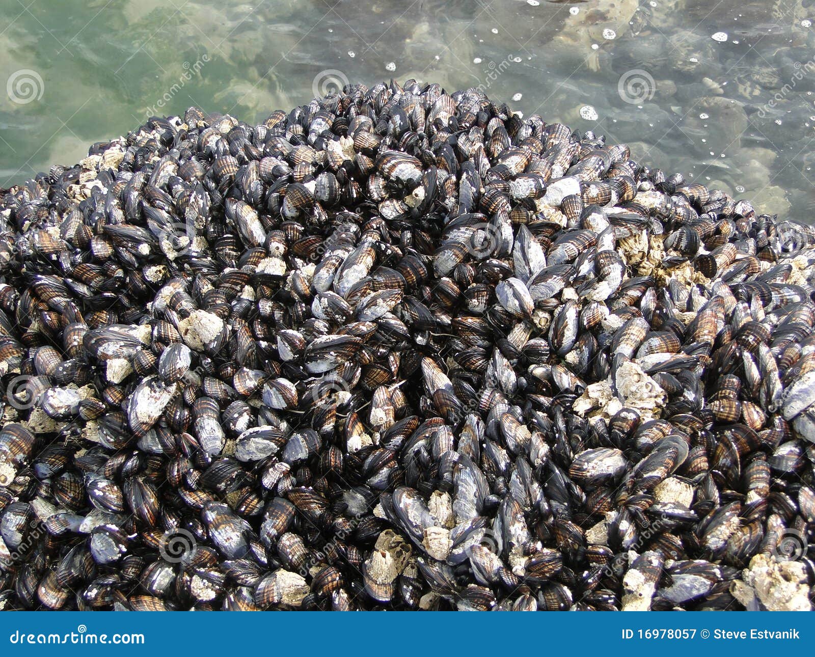 Barnacles and mussels stock image. Image of water, tide - 16978057