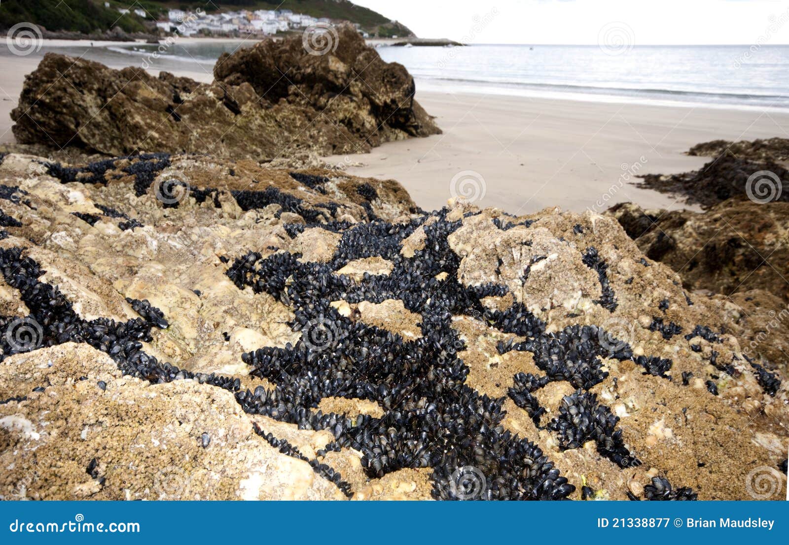 Barnacles and Mussels in Galicia Spain. Stock Image - Image of mytilus ...