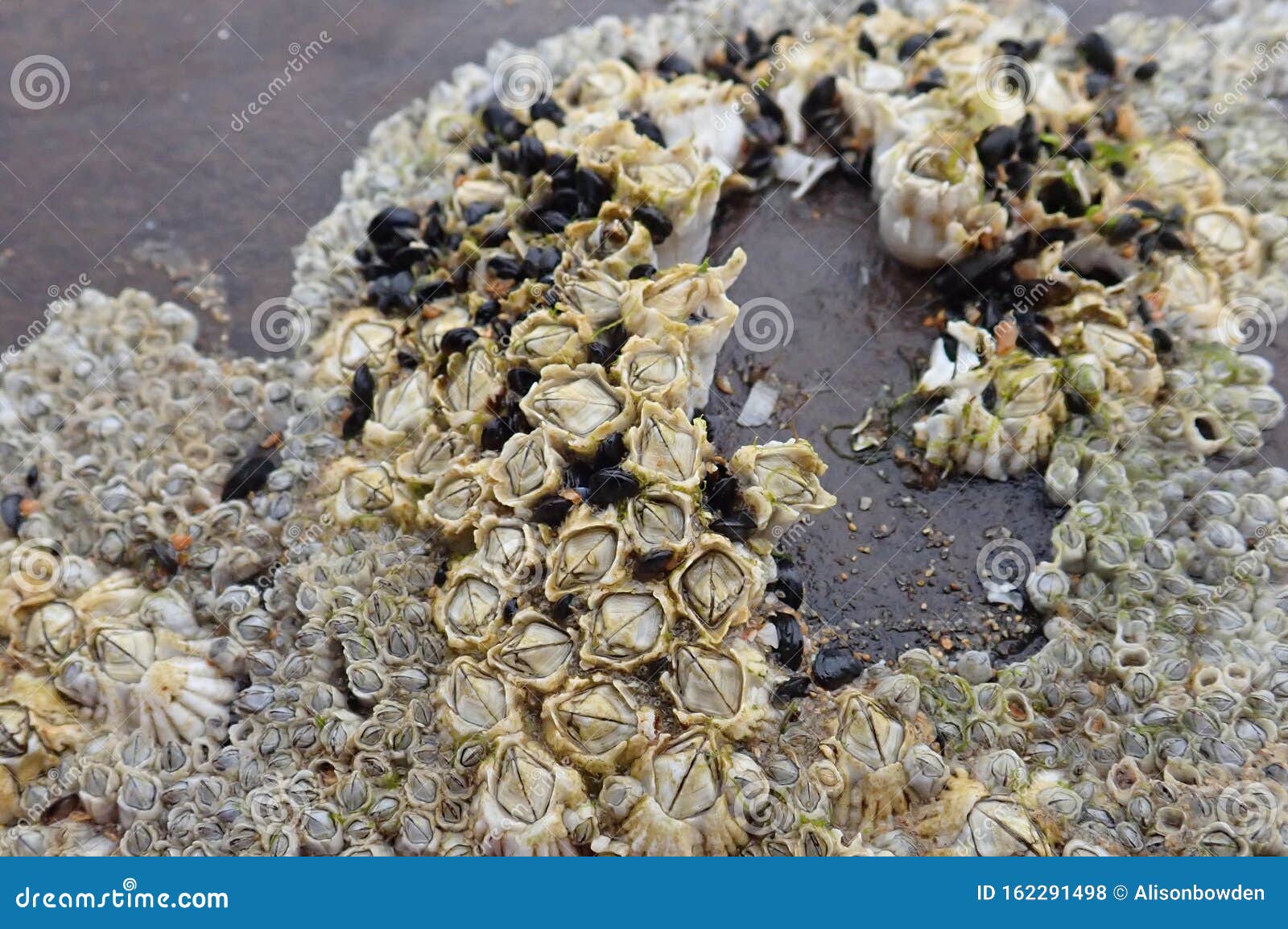 Barnacles On Rock - Shellfish On The Rocks / Dry Shellfish Dead On The ...