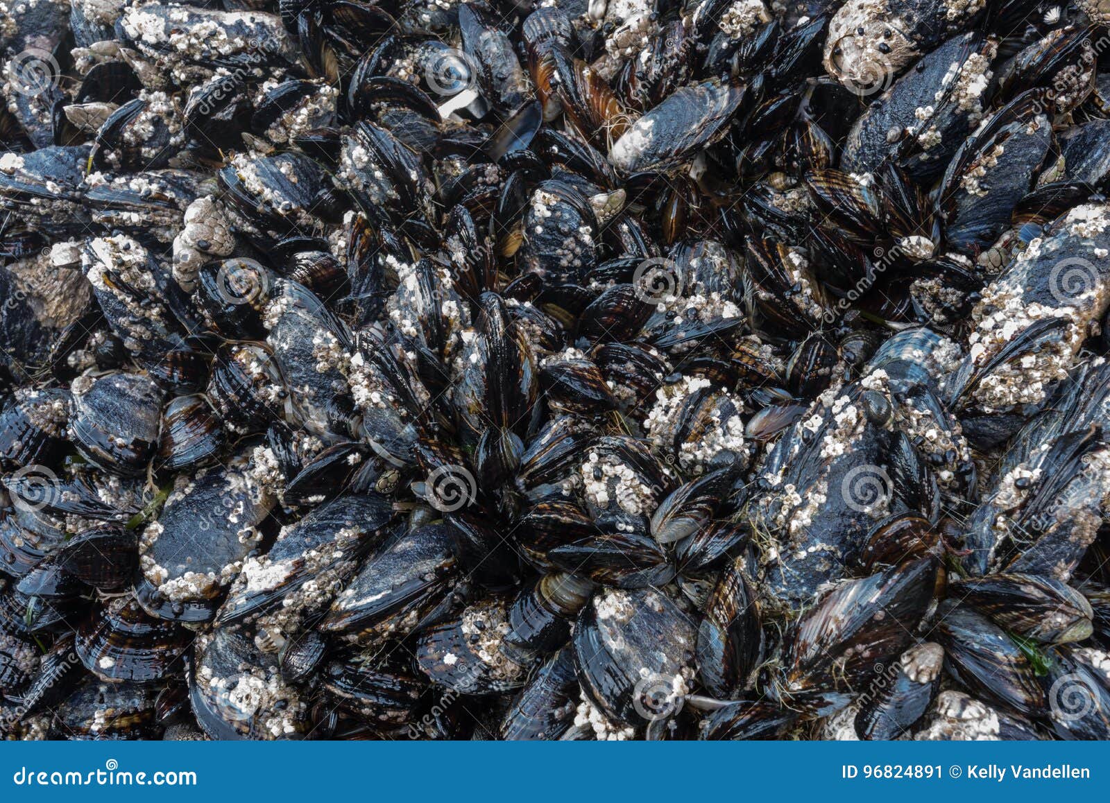 Barnacles and Mussels on Rocks in Tidepool Stock Image - Image of ...