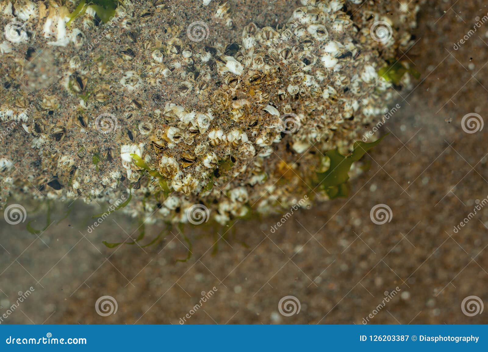 Barnacles Opening on a Rock Underwater Stock Image - Image of marine ...