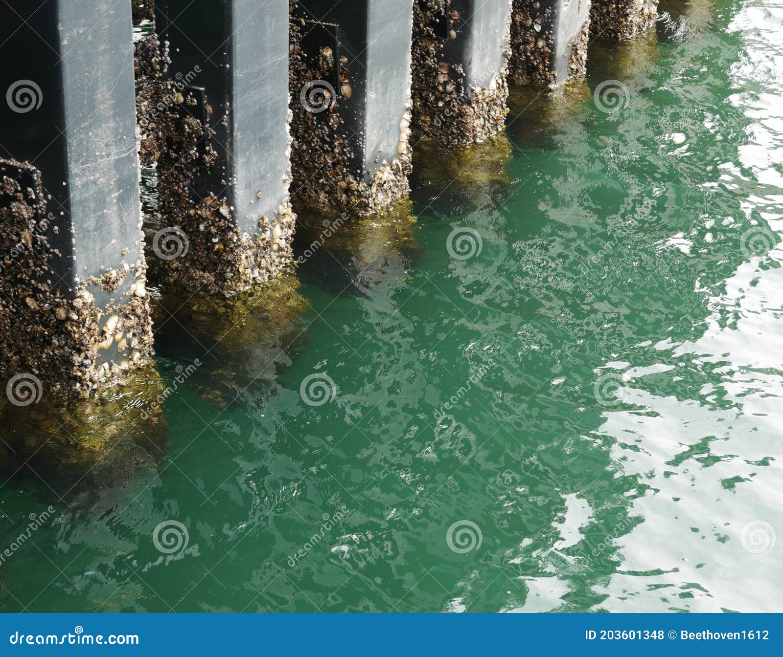 Barnacles on Pier Woods stock photo. Image of biology - 203601348