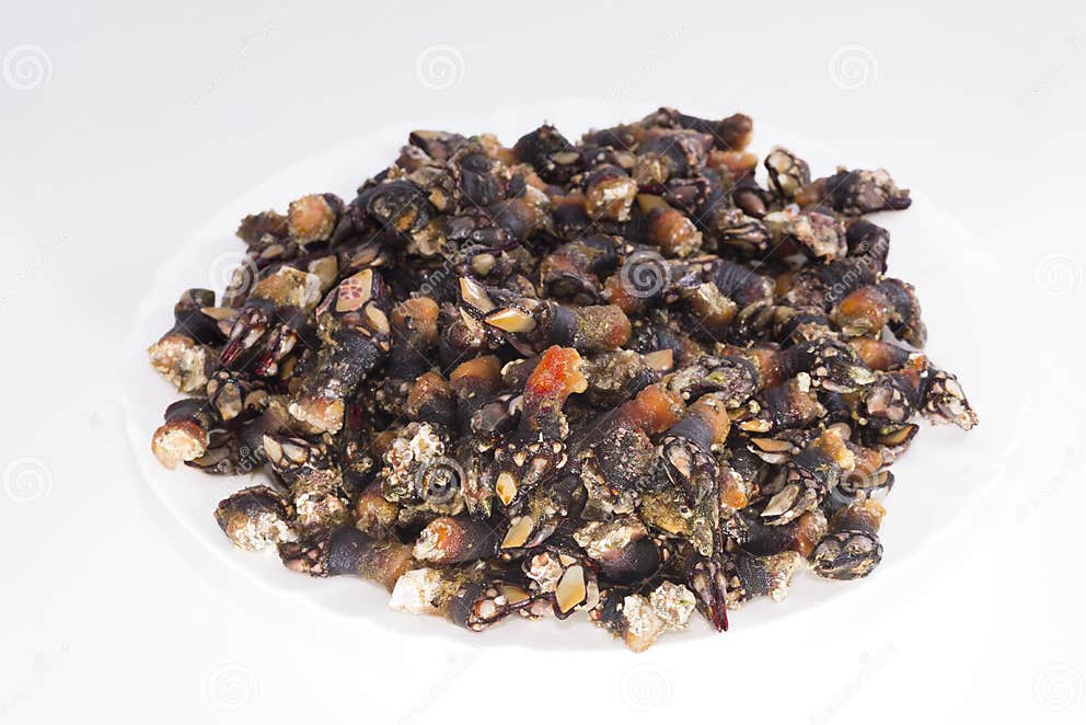 Barnacles. stock photo. Image of seafood, barnacles, nail - 62225282