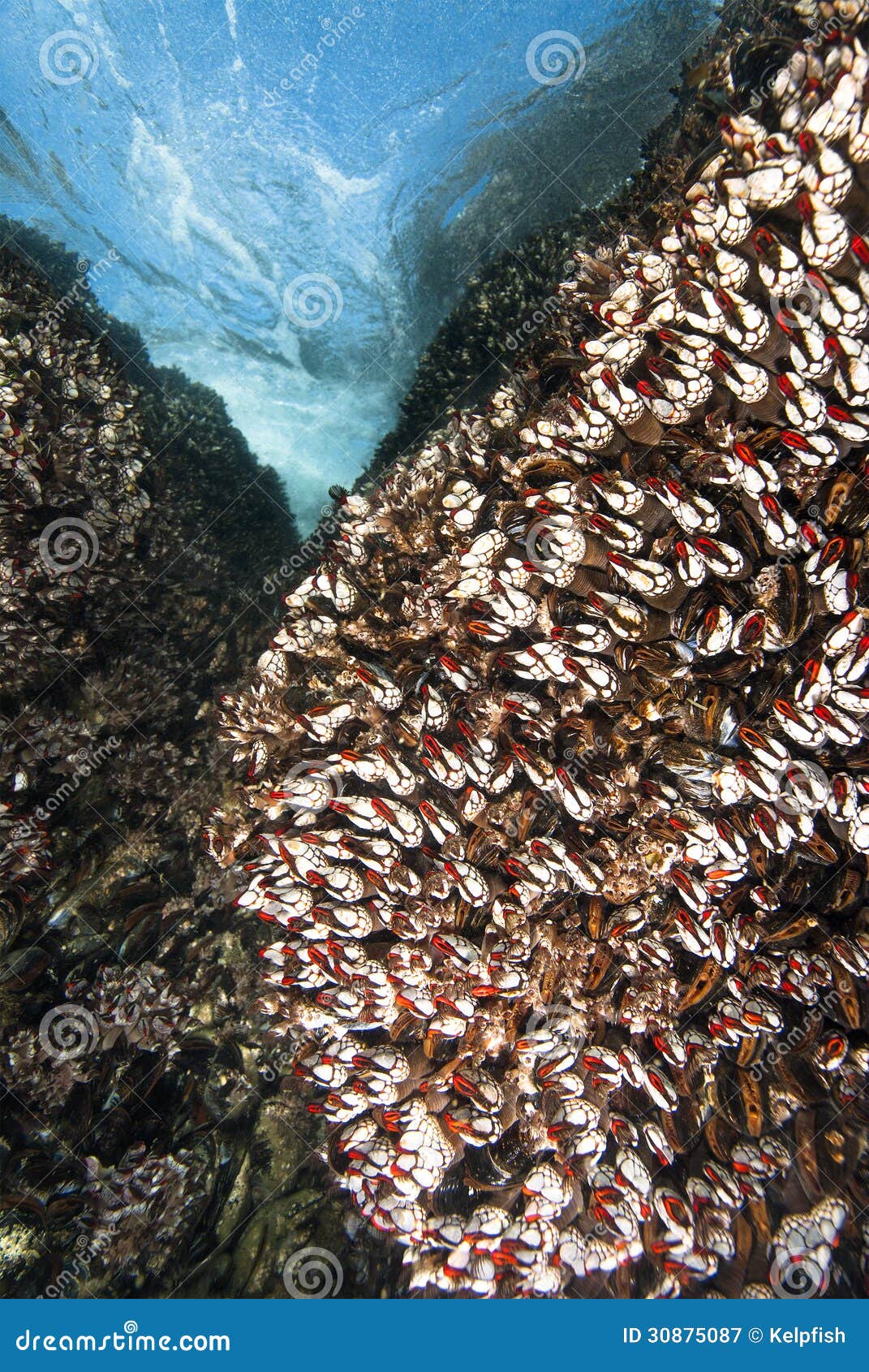 Barnacles on reef stock image. Image of wilderness, bivalve - 30875087