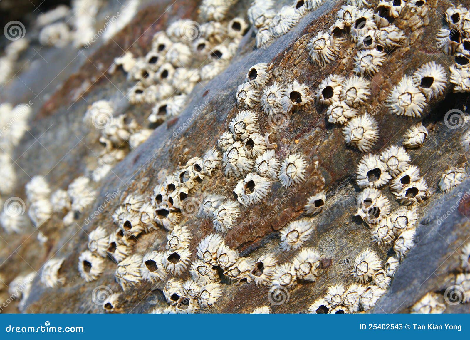 Barnacles on rock stock image. Image of wild, ecology - 25402543