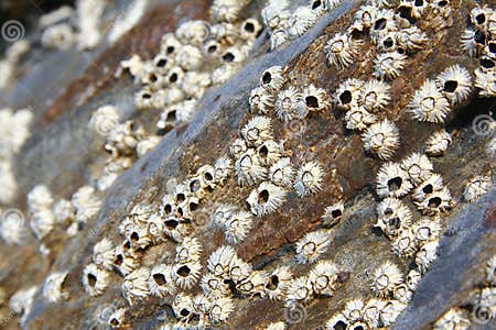 Barnacles on rock stock image. Image of wild, ecology - 25402543