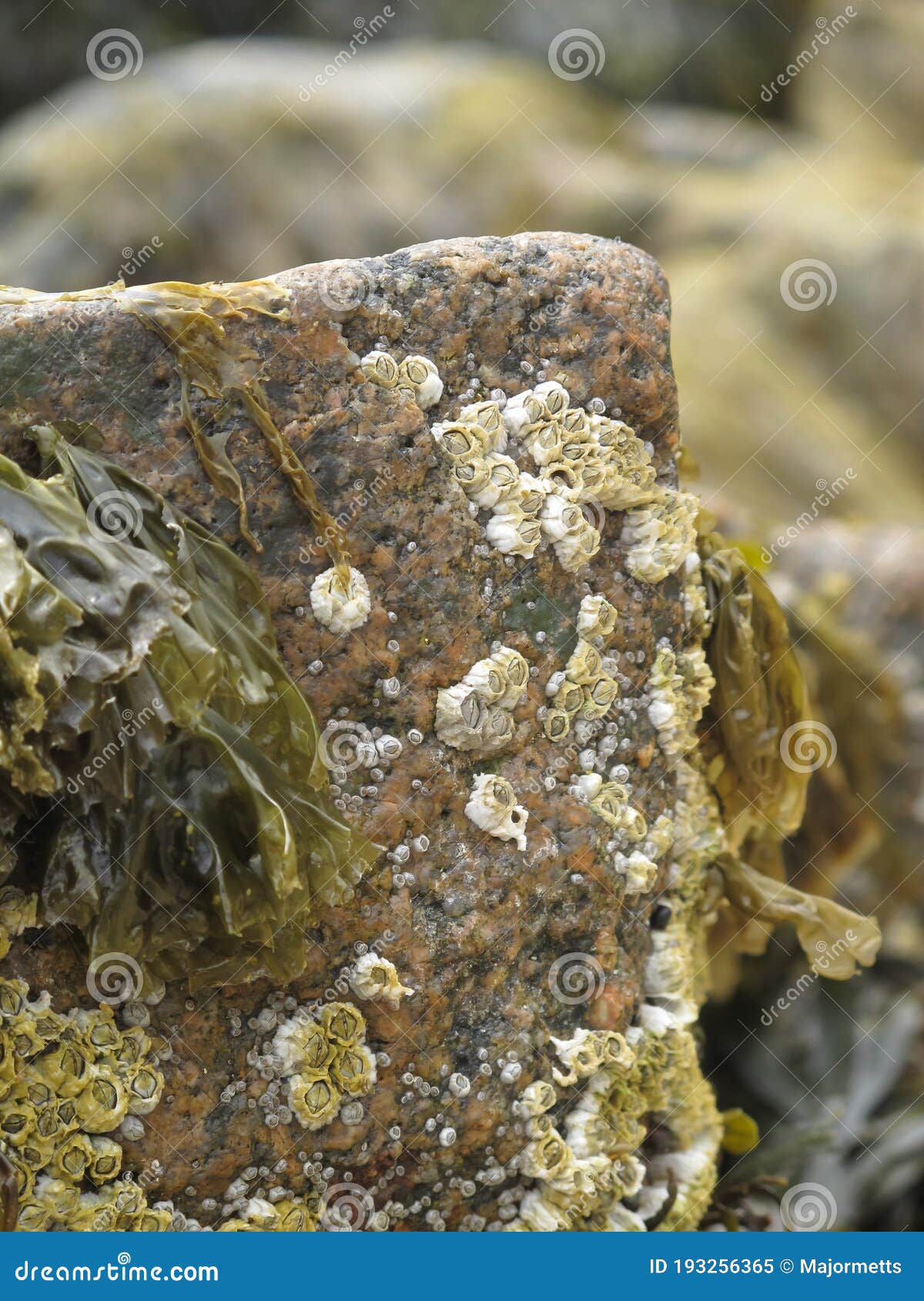 Barnacles On Rock - Shellfish On The Rocks / Dry Shellfish Dead On The ...