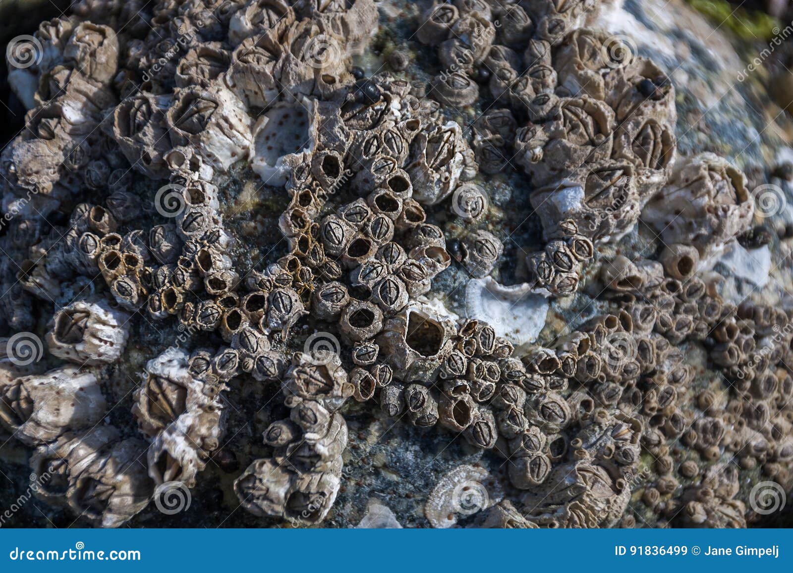 Barnacles on a Rock2 stock image. Image of nature, encrusted - 91836499