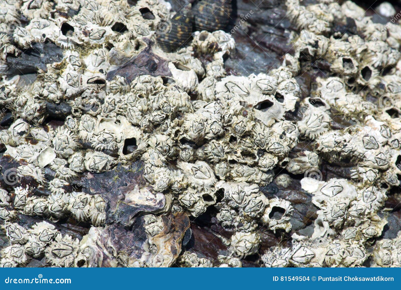 Barnacles rock stock photo. Image of macro, mussel, barnacle - 81549504