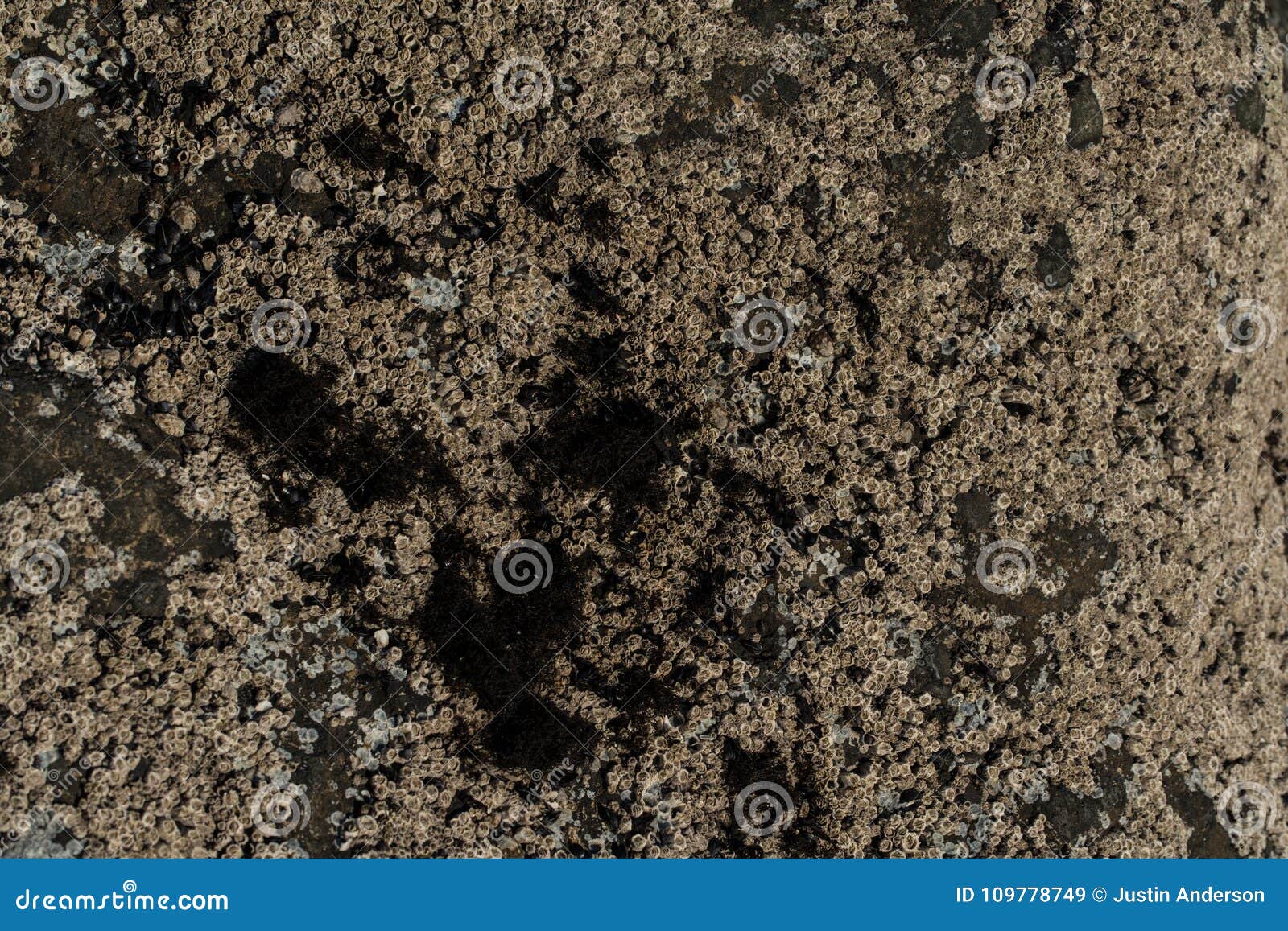 Barnacles on a Rock Face in a Tide Pool Stock Image - Image of ...